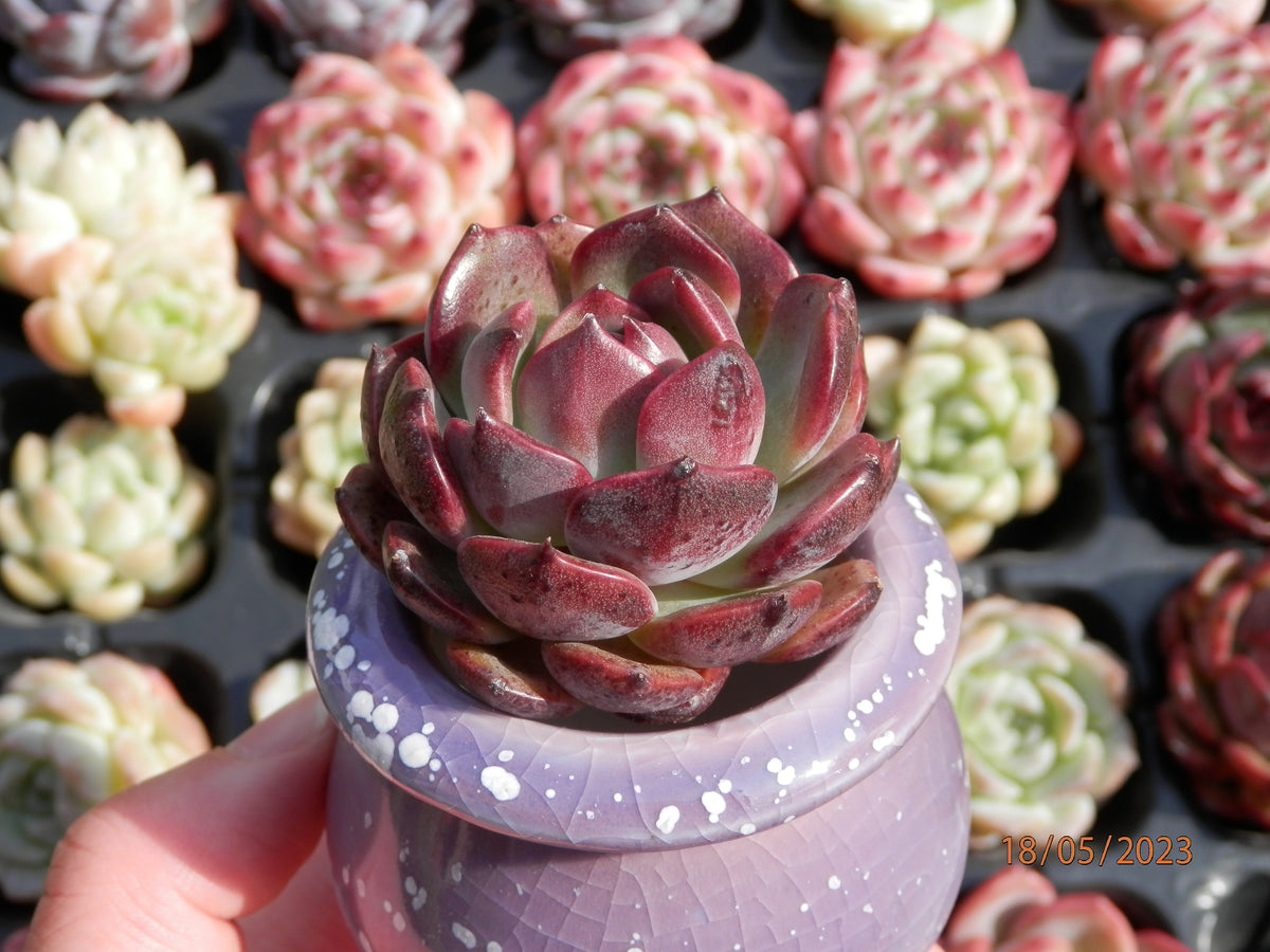 Echeveria Black Queen – ROU AND MORE