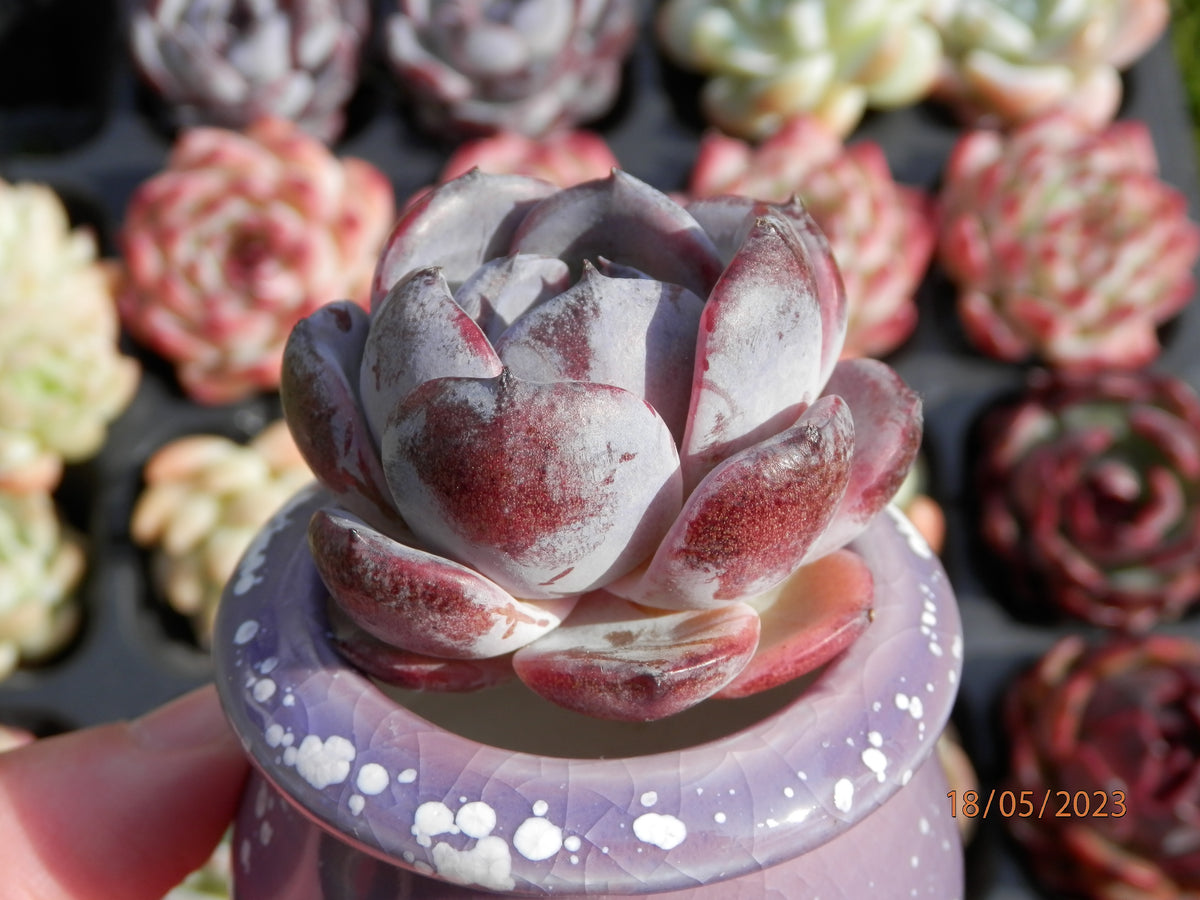 Echeveria Dark Opal – ROU AND MORE
