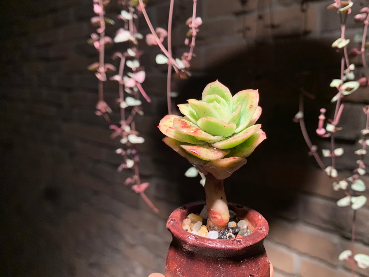 Set J (rooted with pot) | 组合J (已服盆) – ROU AND MORE