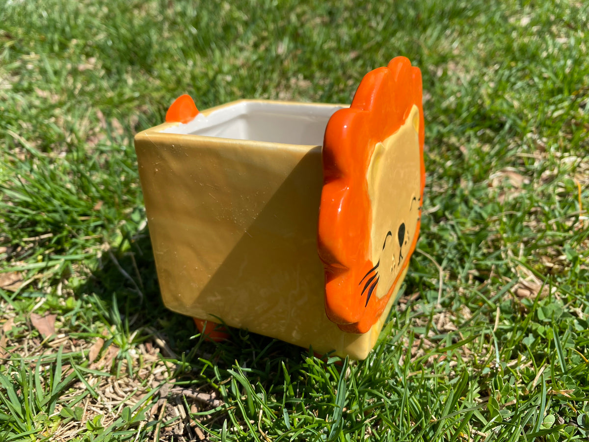 Cats | 猫科动物 – ROU AND MORE